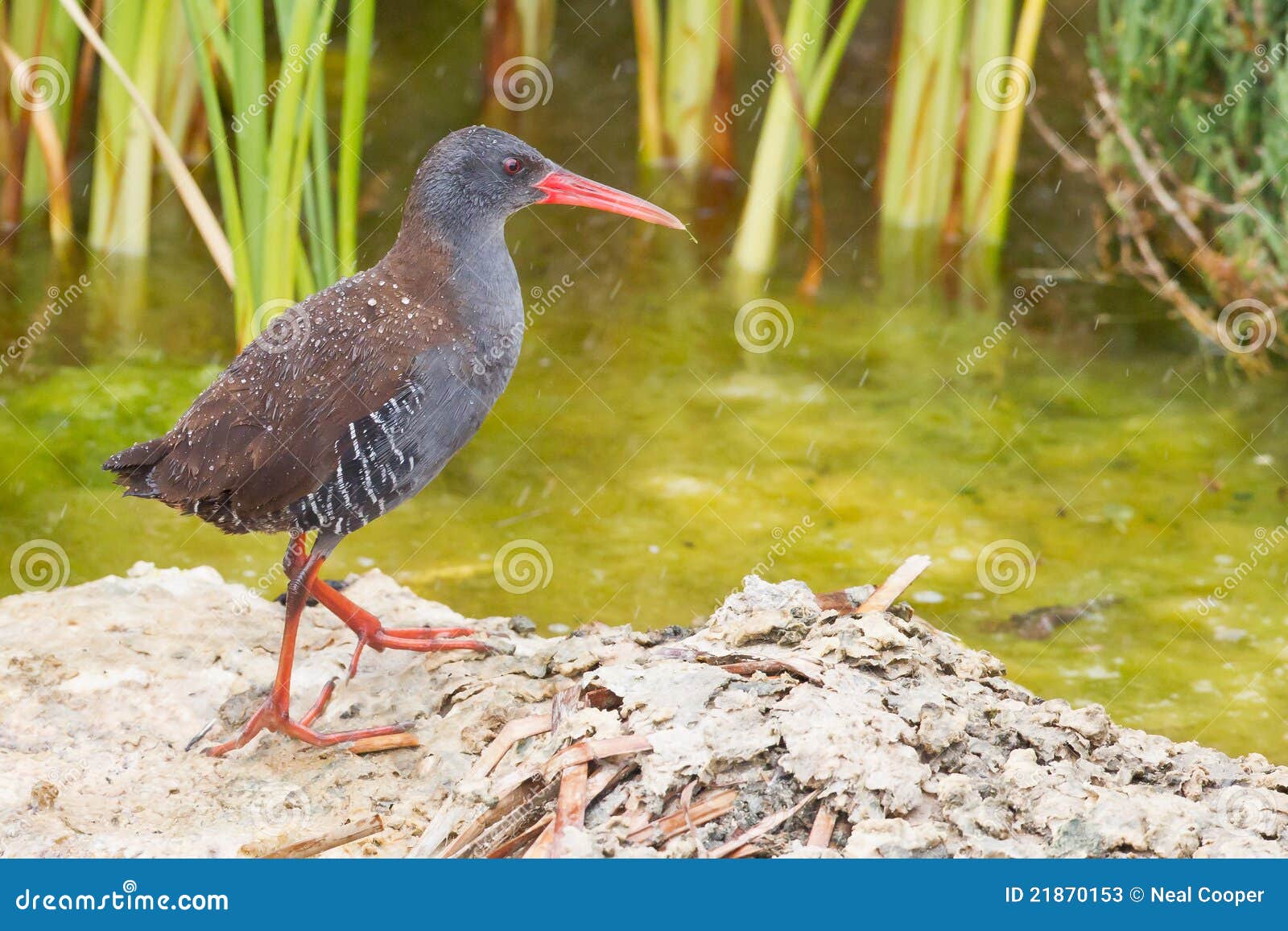 African Rail stock image. Image of caerulescens, feet - 21870153