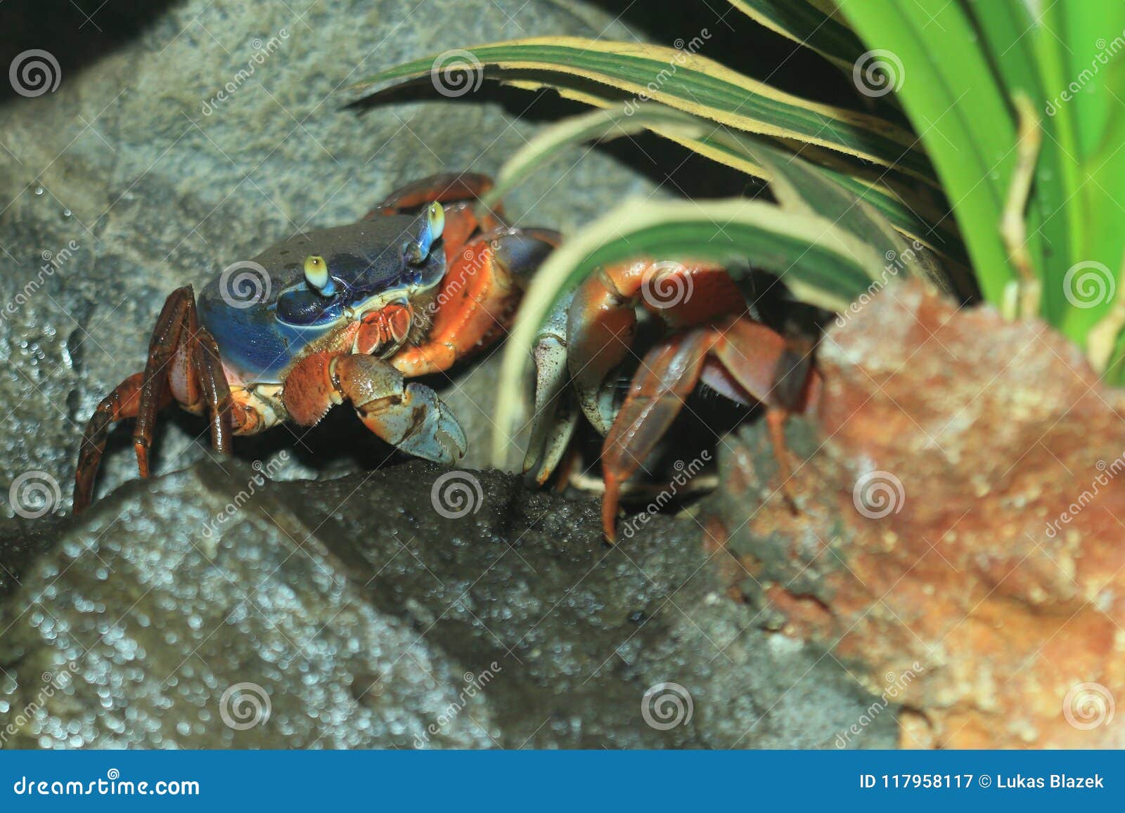 African rainbow crab stock image. Image of crab, leaf - 117958117