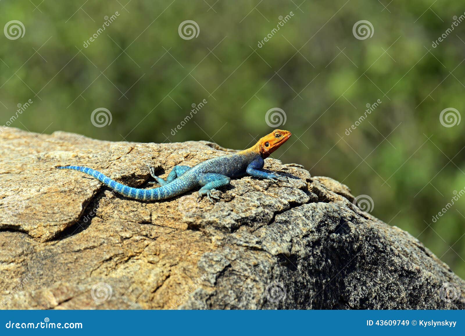 African rainbow lizard stock image. Image of wildlife - 43609749