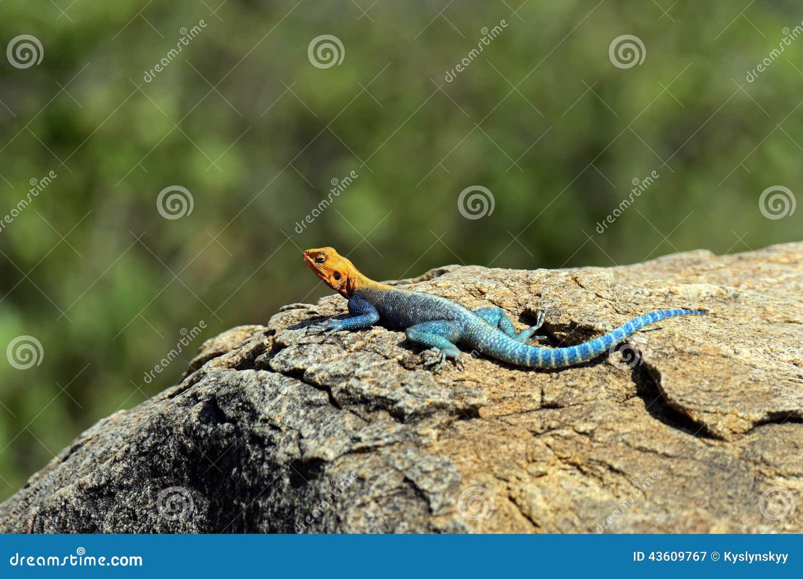African rainbow lizard stock image. Image of park, habitat - 43609767