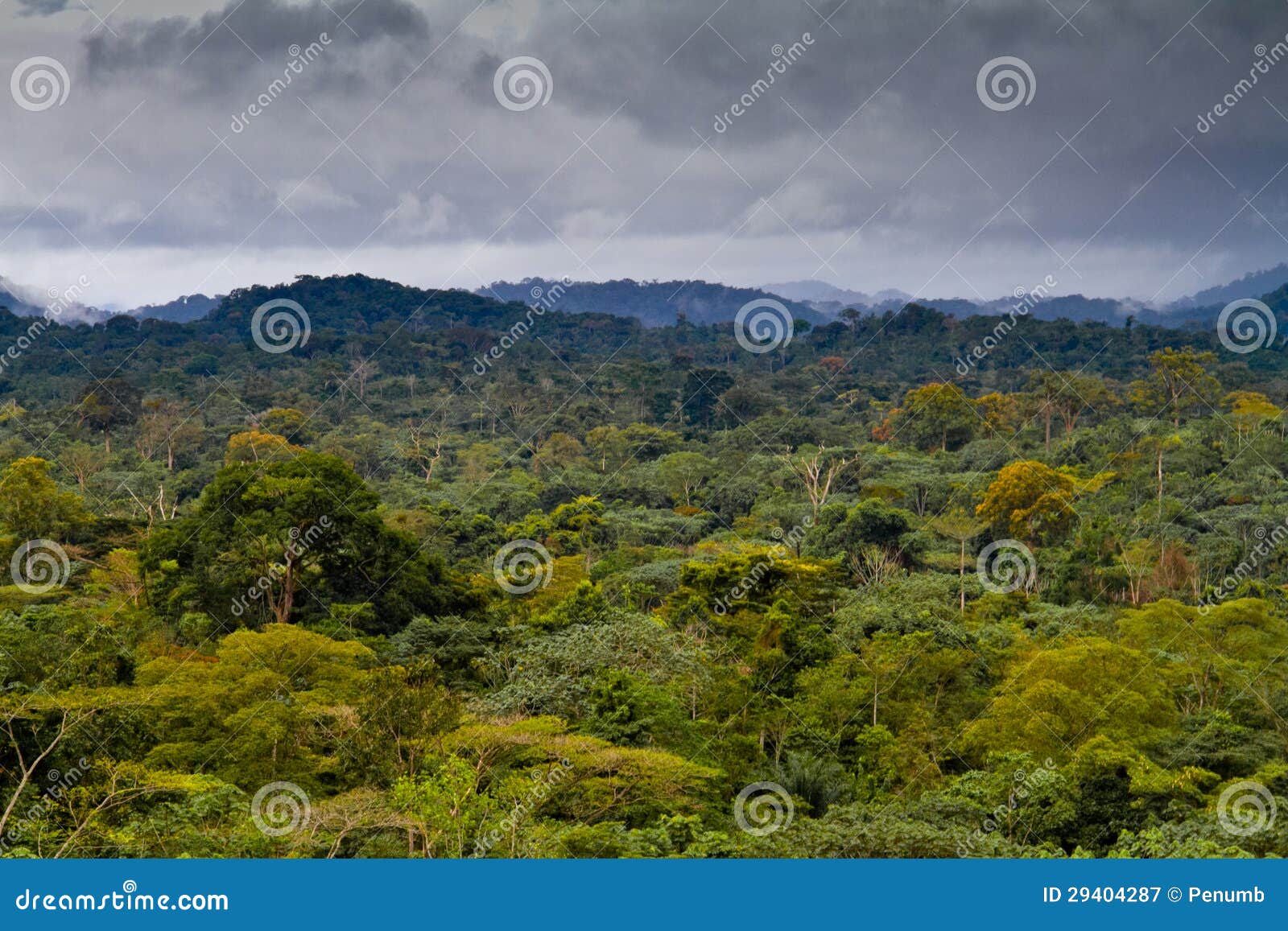 African Rainforest stock image. Image of darkness, botany - 29404287