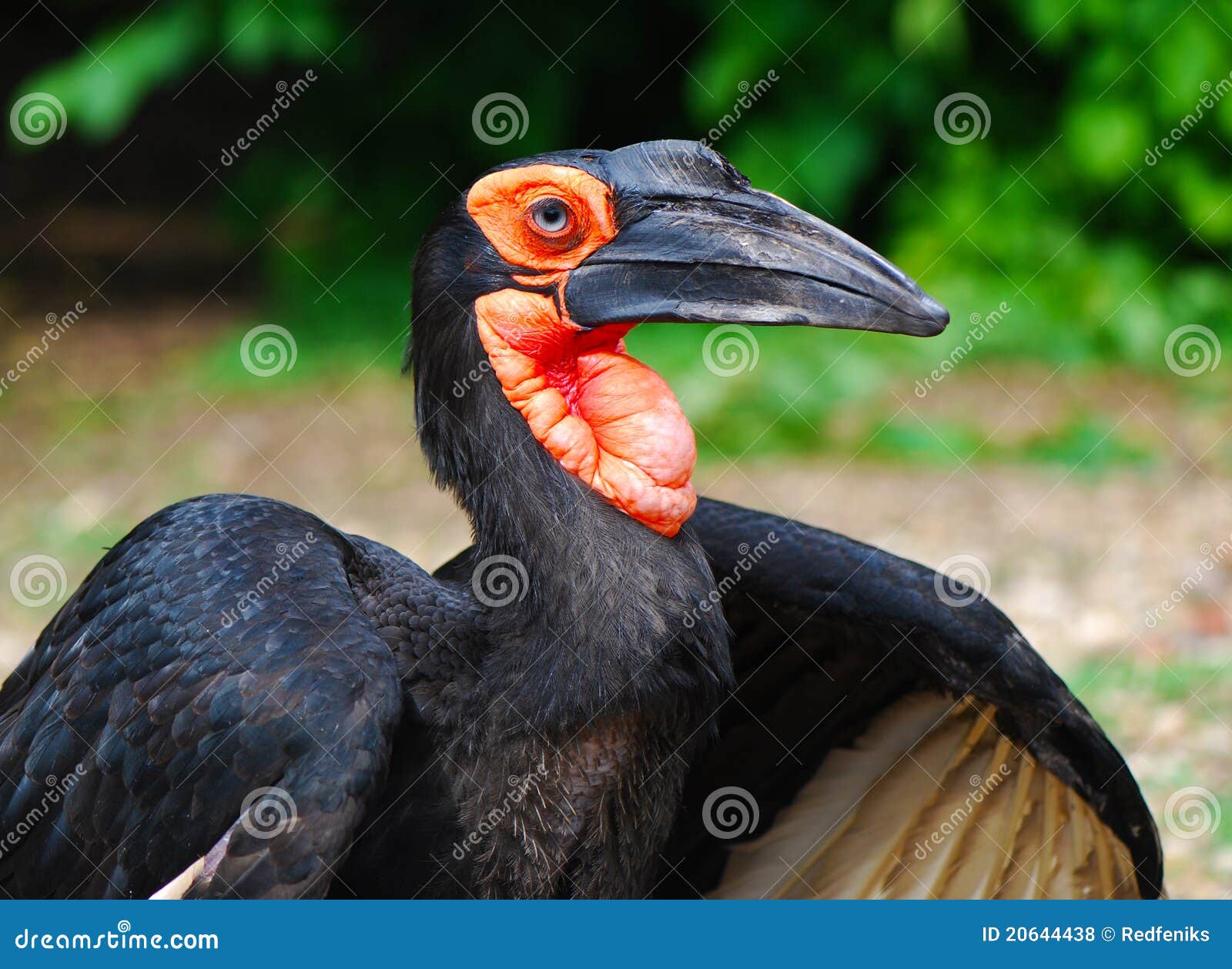 African raven stock photo. Image of close, outdoor, africa - 20644438