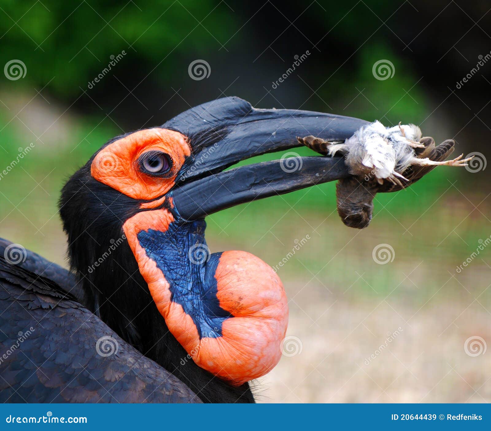 African raven stock image. Image of nature, africa, horn - 20644439