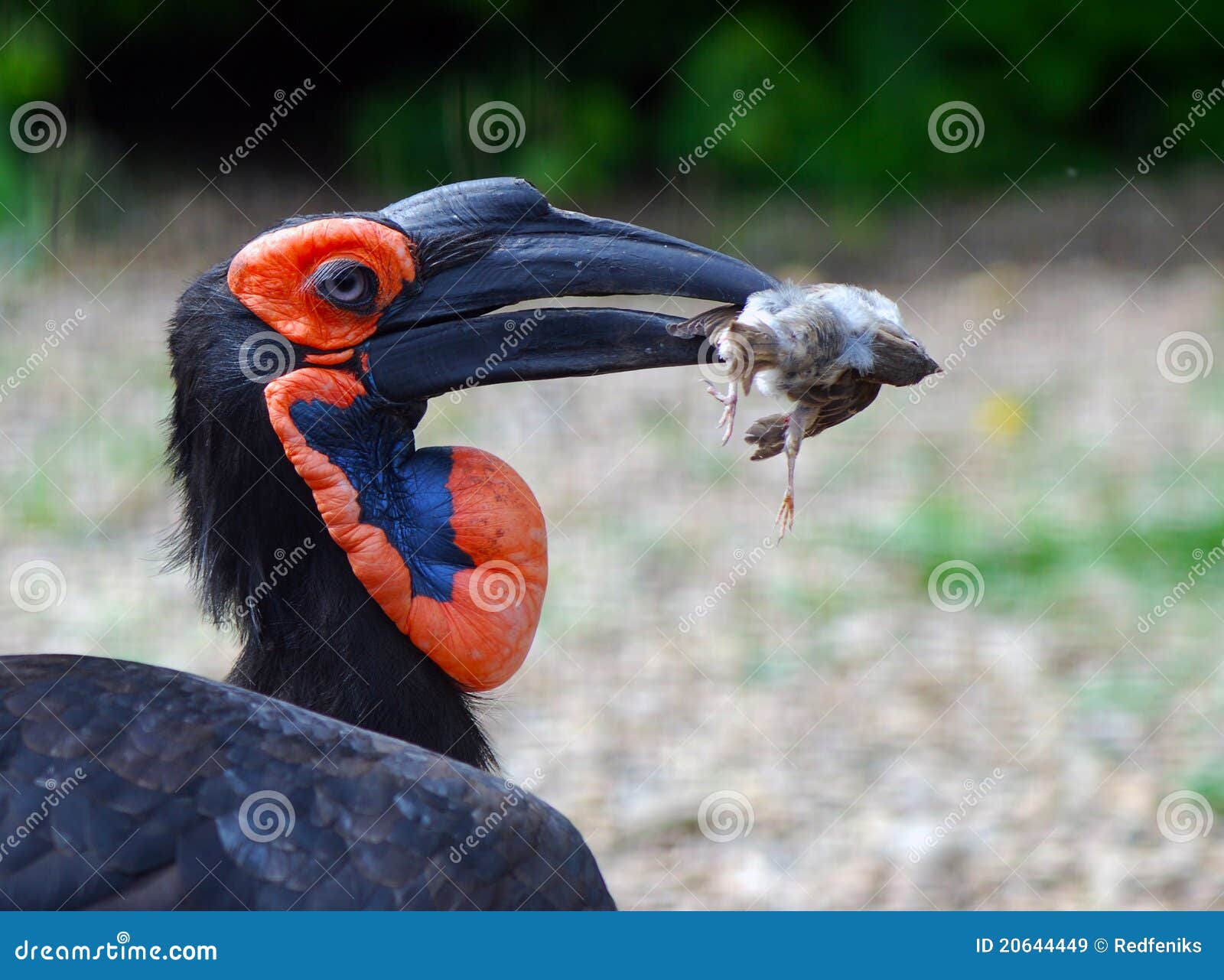 African raven stock image. Image of horn, raven, bill - 20644449