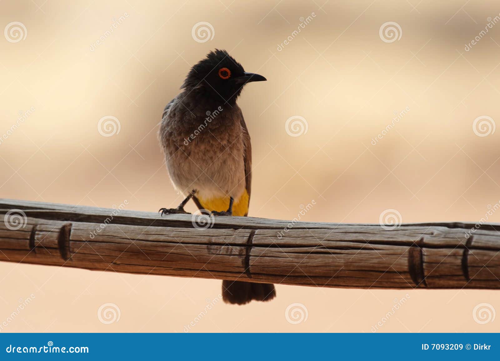 African Red-eyed Bulbul stock image. Image of nigricans - 7093209