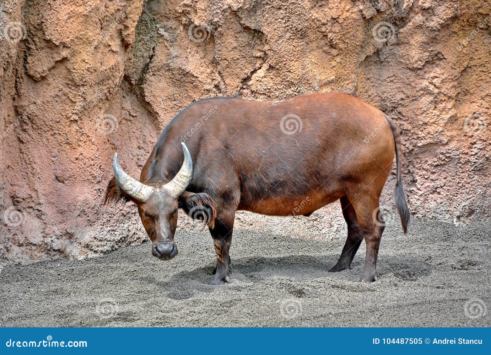 Buffalo stock image. Image of standing, ground, african - 104487505