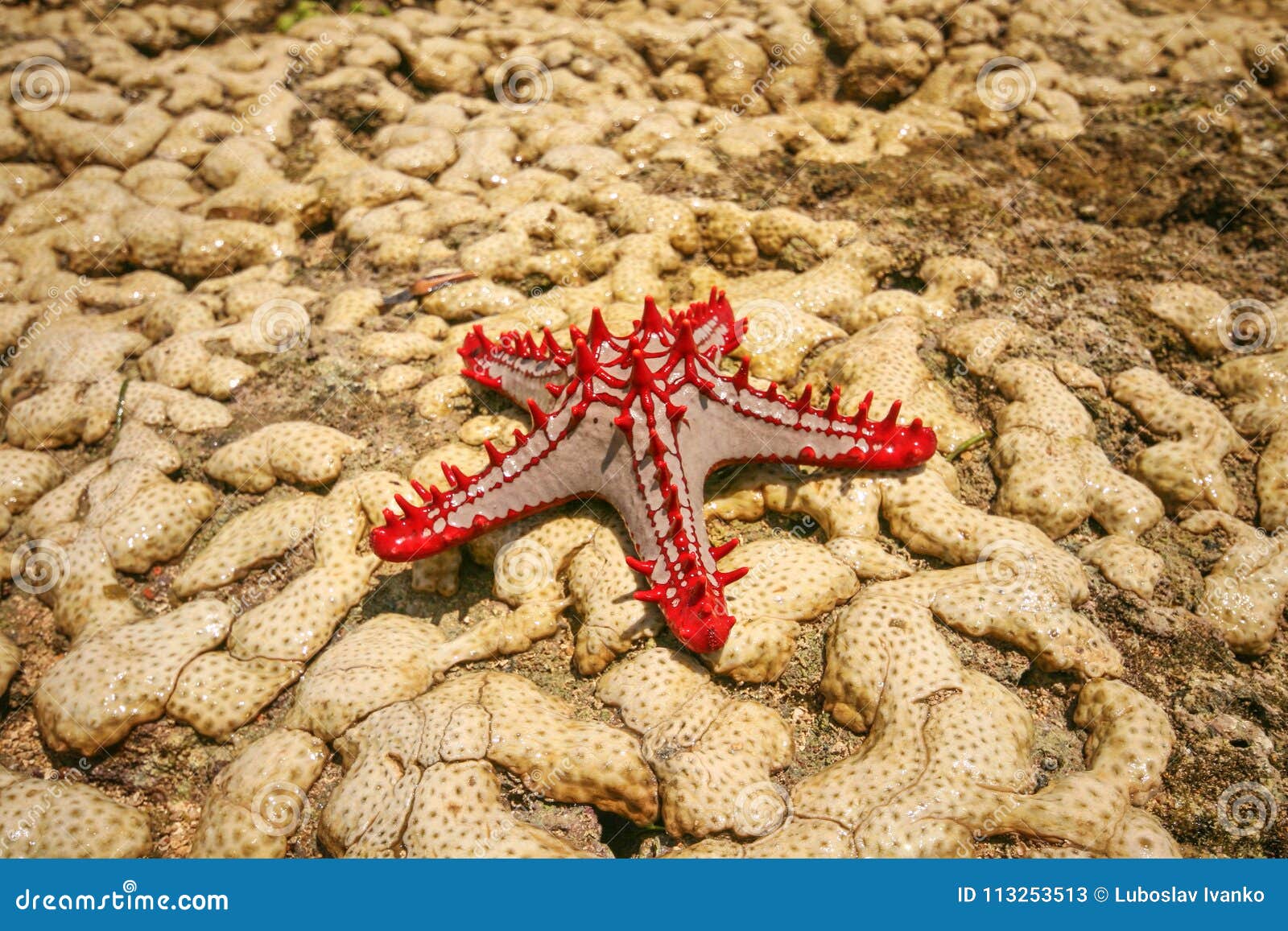 African Red-knobbed Starfish Protoreaster Linckii Stock Image - Image ... African Red-knobbed Starfish Protoreaster Linckii Stock Image - Image ...
