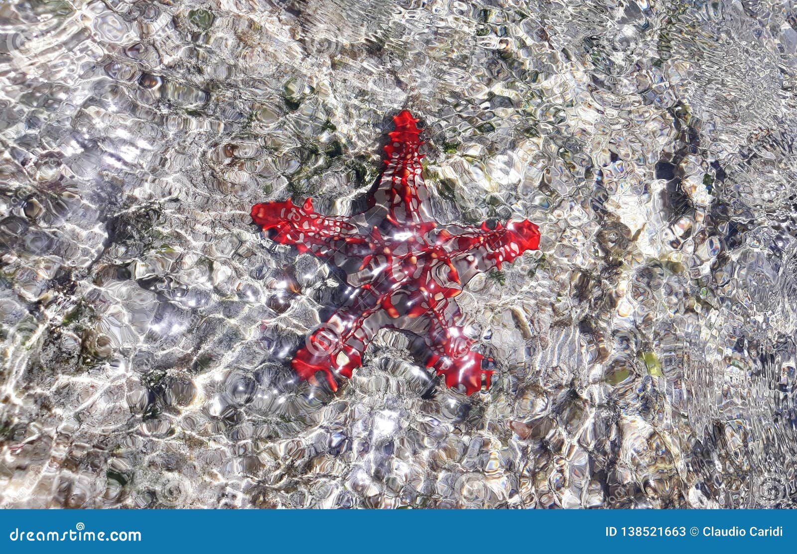 Red Starfish Under The Microscope Stock Image | CartoonDealer.com #99427807