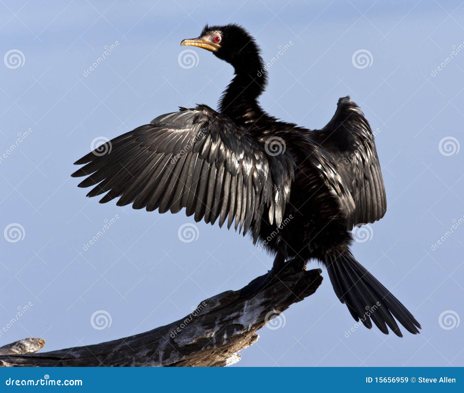 1,396 African Reed Stock Photos - Free & Royalty-Free Stock Photos from ...