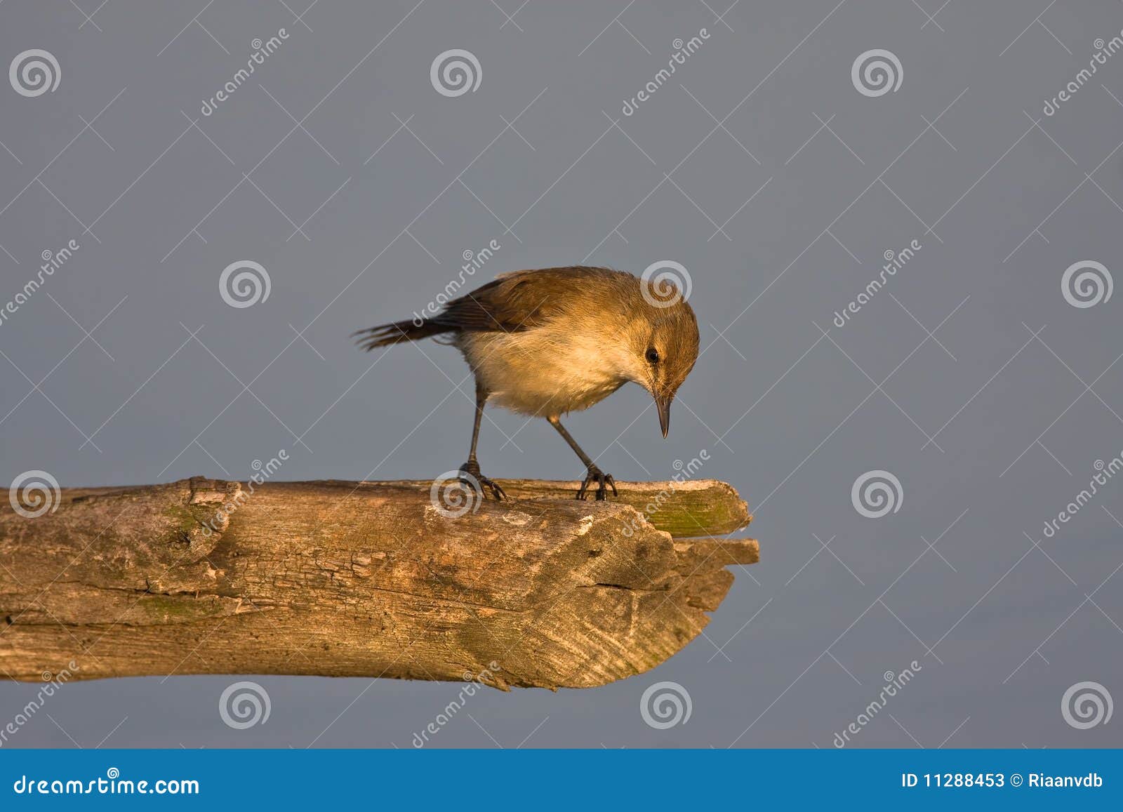 African Reed-Warbler stock image. Image of marievale - 11288453
