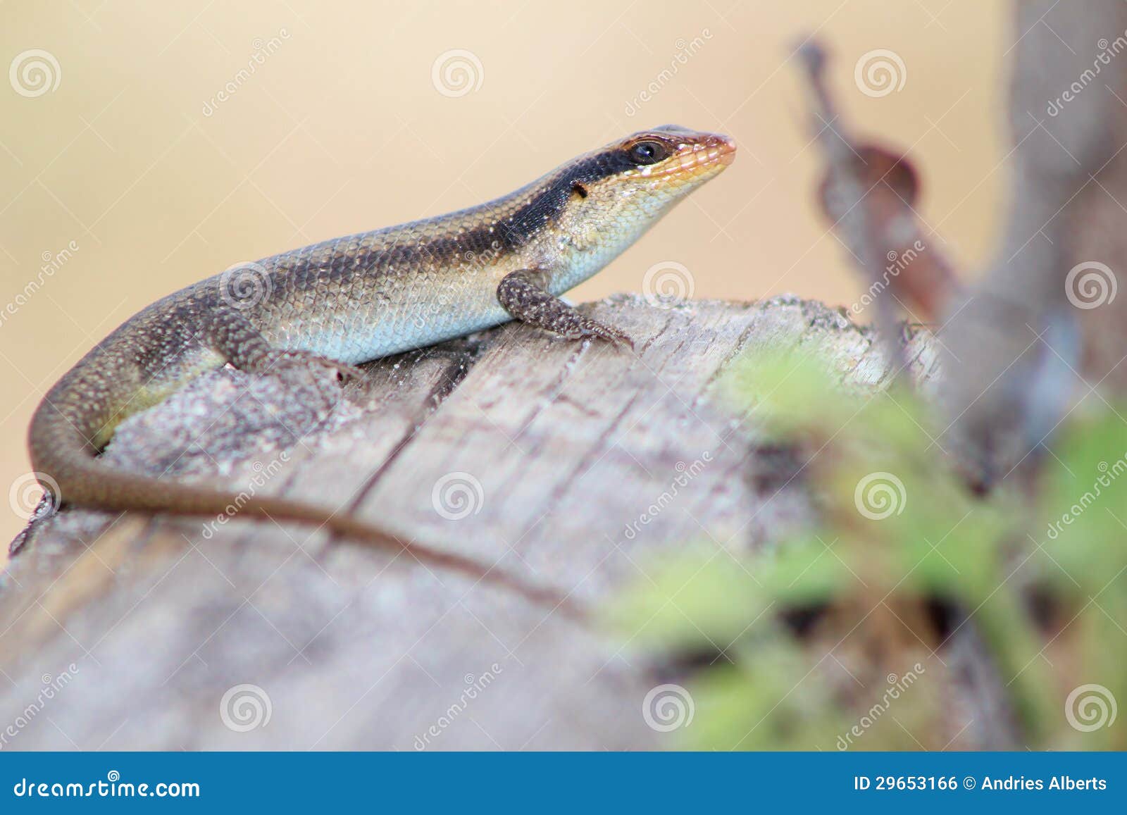 African Reptile - Scaly Lizard Friend Stock Photo - Image of brown ...