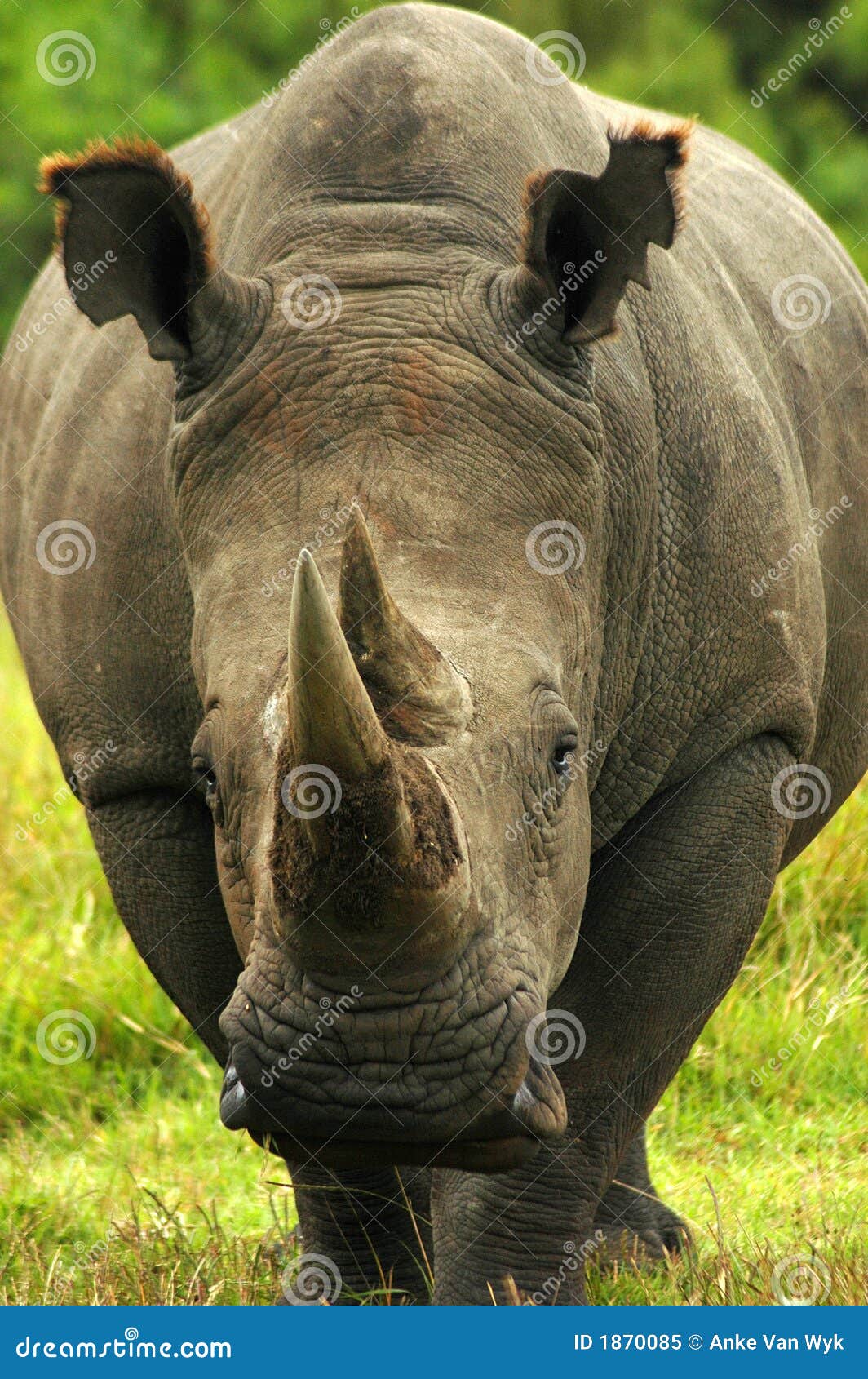 African Rhino stock image. Image of africa, giant, game - 1870085