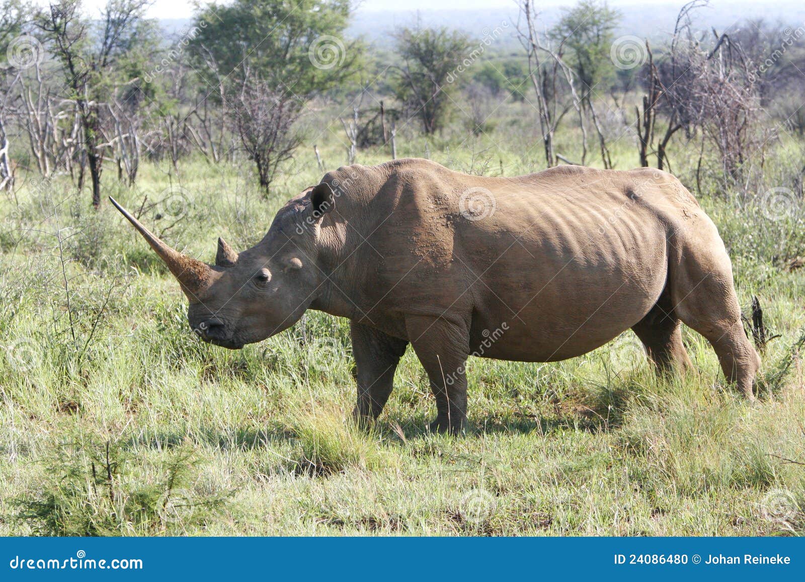 African rhino stock photo. Image of bushveld, africa - 24086480