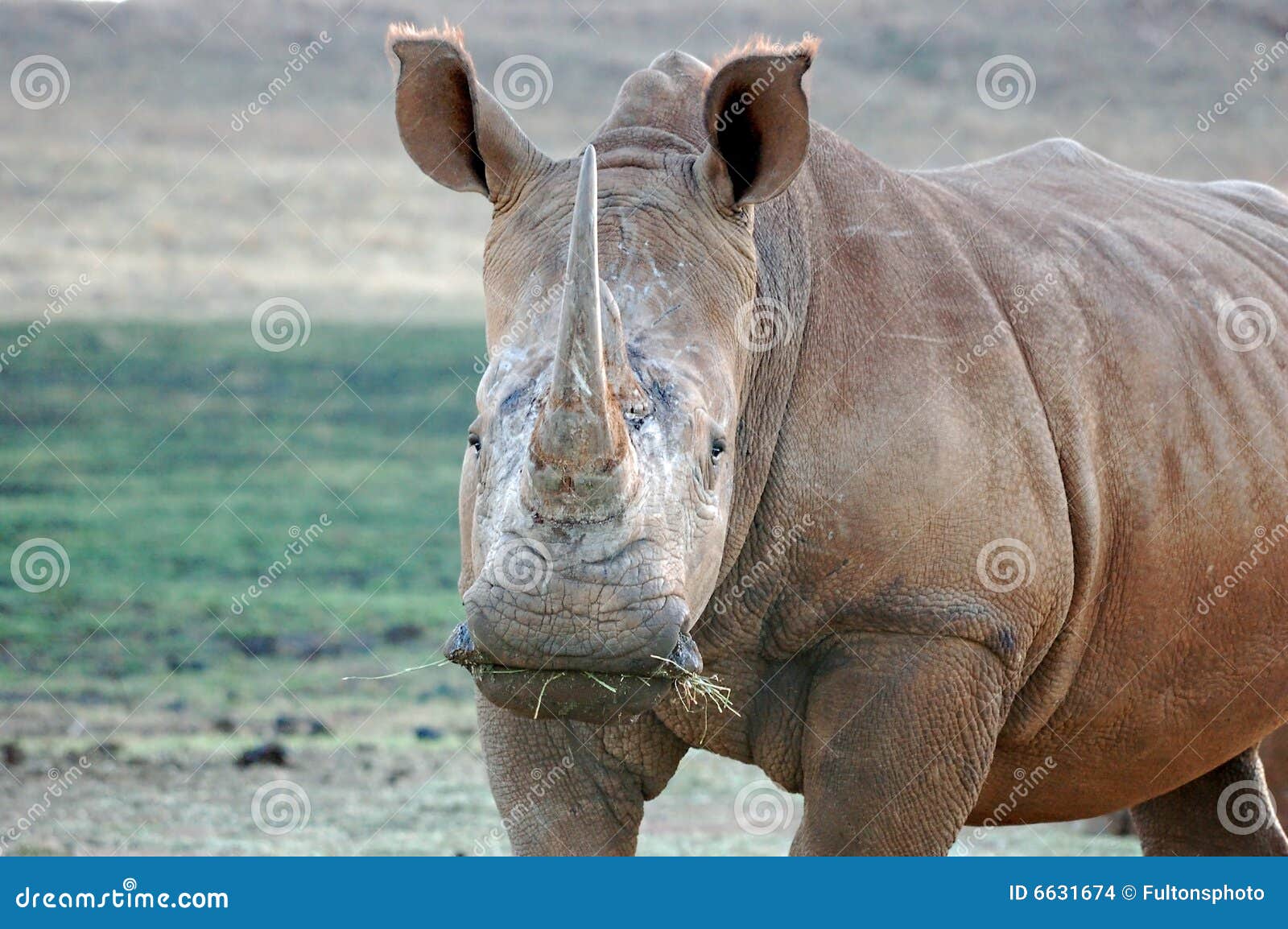 African Rhinoceros stock photo. Image of grazer, detail - 6631674