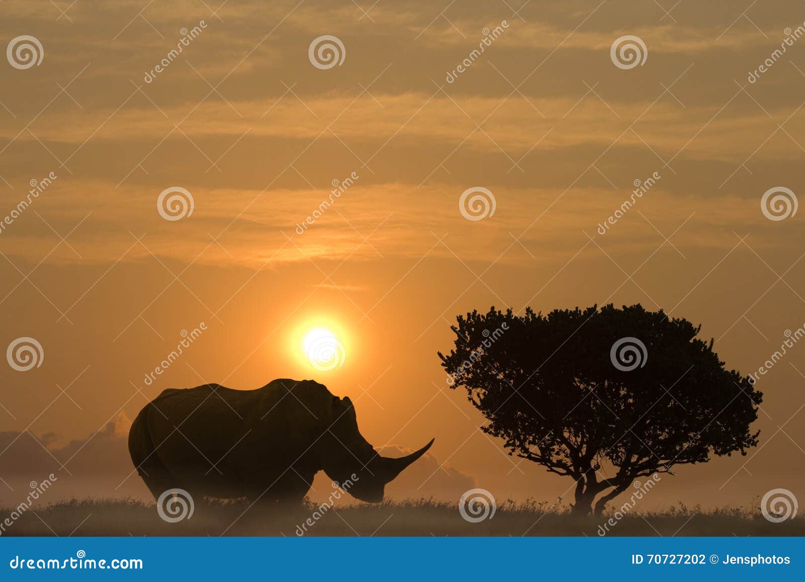 African Rhinoceros at Sunset Stock Photo - Image of african, mammal ...