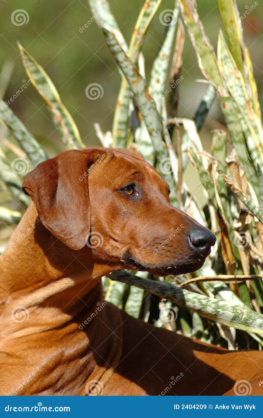 African Rhodesian Ridgeback Dog Stock Image - Image of rhodesian ...