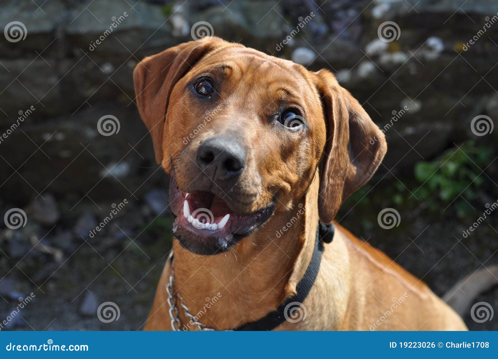 African ridgeback stock photo. Image of puppy, children - 19223026