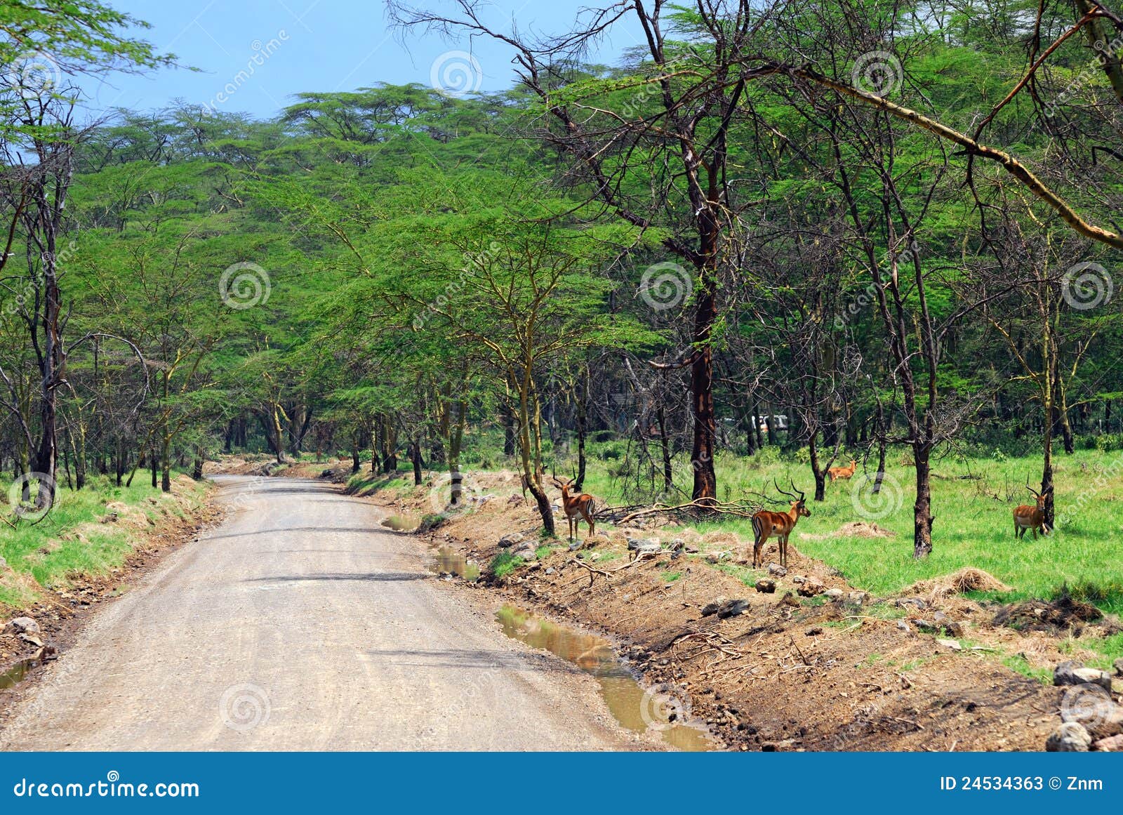 African road stock image. Image of outdoor, group, tropical - 24534363