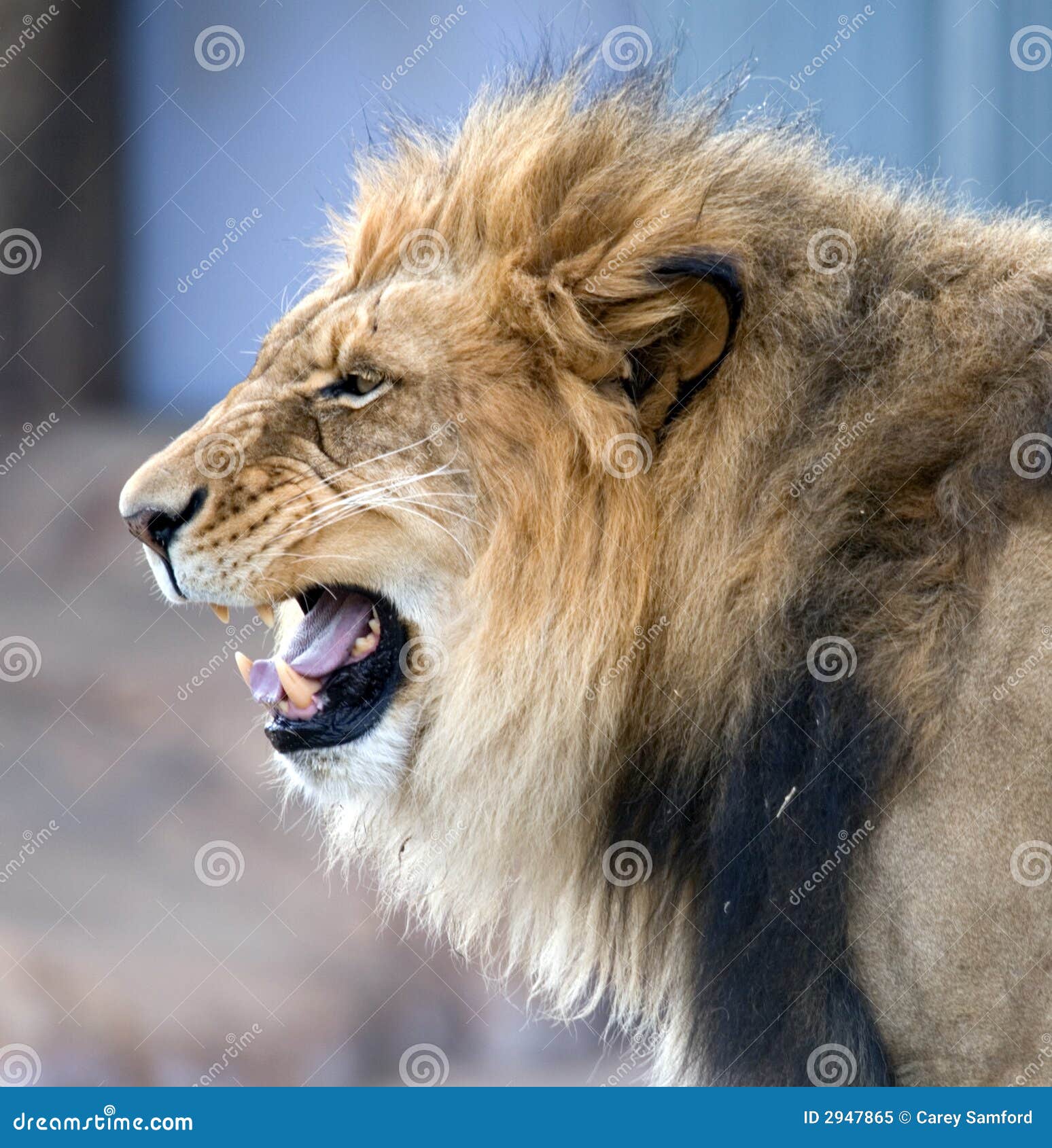 African Roaring Lion Royalty-Free Stock Photography | CartoonDealer.com ...