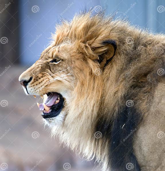 African Roaring Lion stock image. Image of scary, predator - 2947865