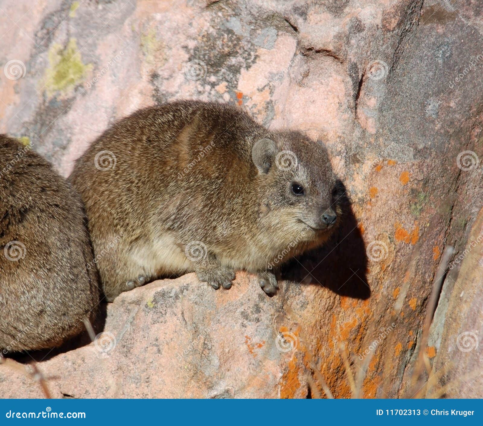 African Rock Hyrax stock image. Image of safari, wild - 11702313