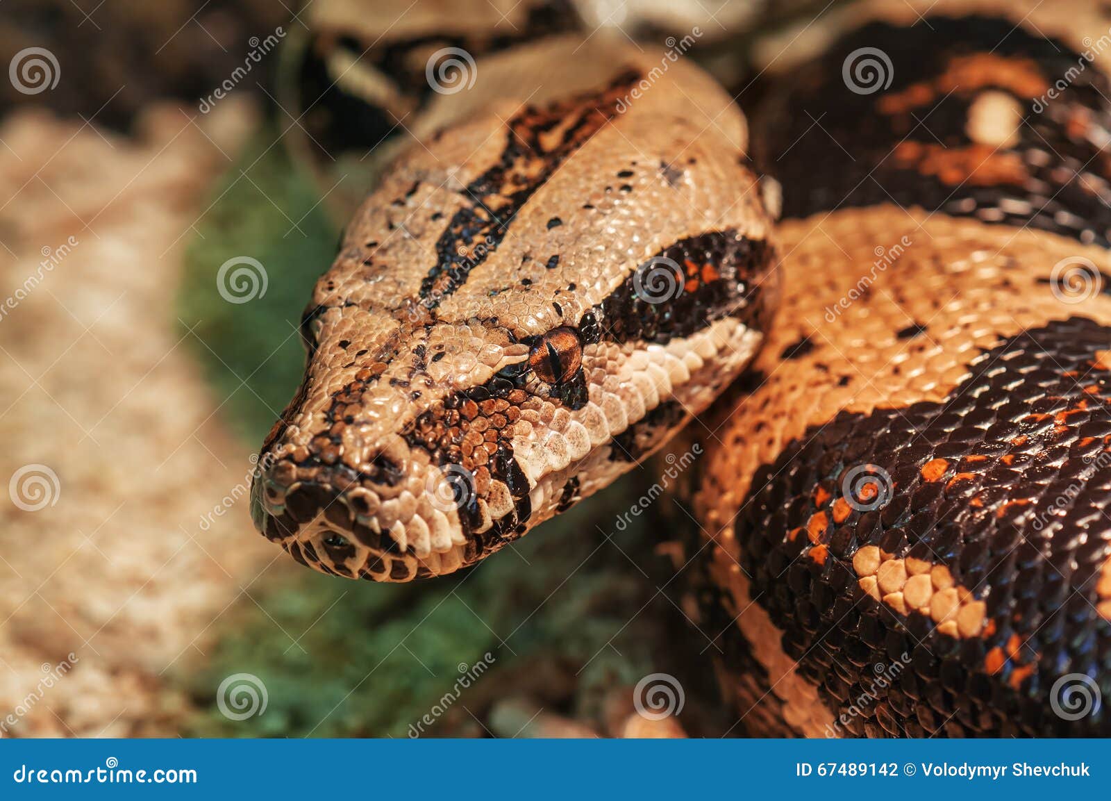 African rock python stock photo. Image of dangerous, isolated - 67489142