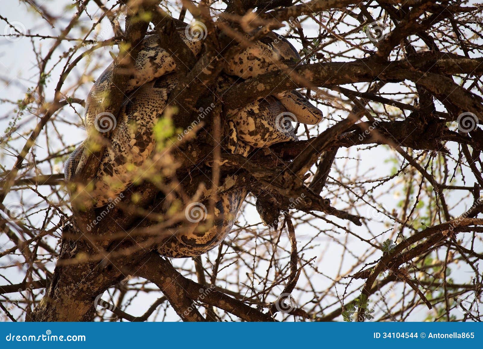 African Rock Python Python Sebae Stock Photo Image Of Outdoor