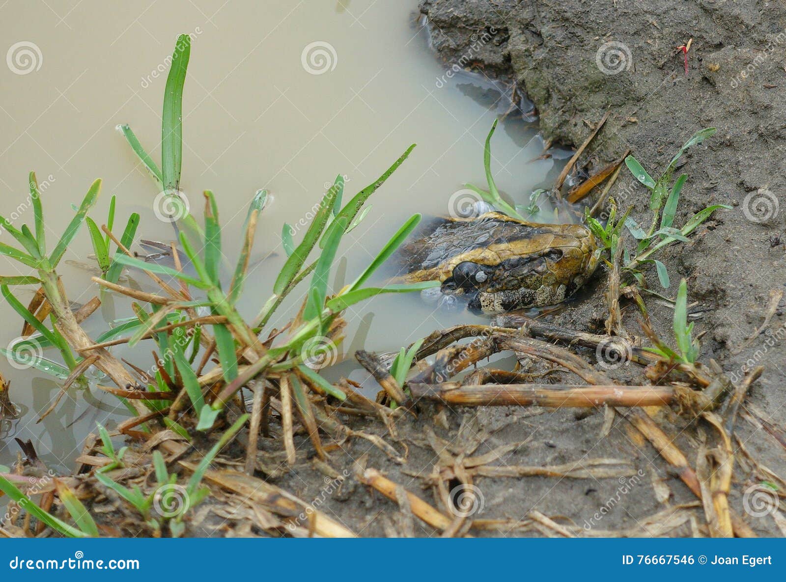African Rock Python stock photo. Image of scary, sebae - 76667546