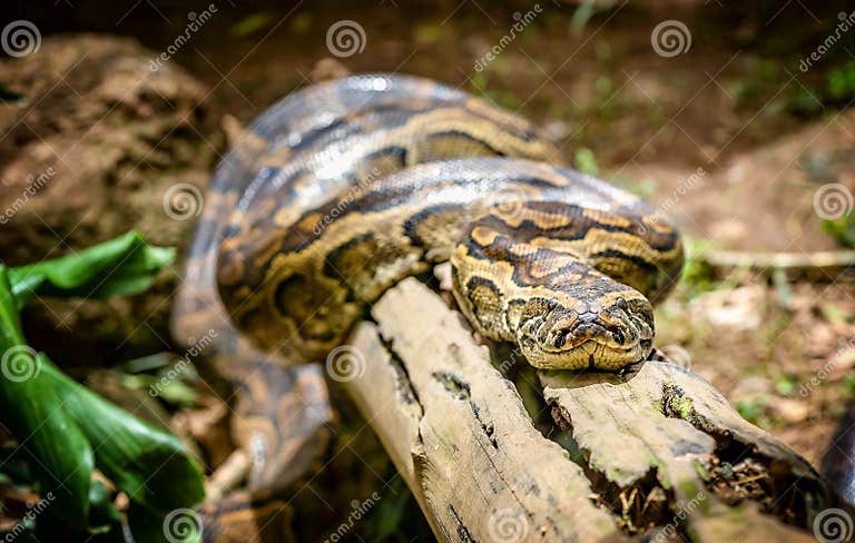 African Rock Python in Uganda Stock Image - Image of animal, caution ...