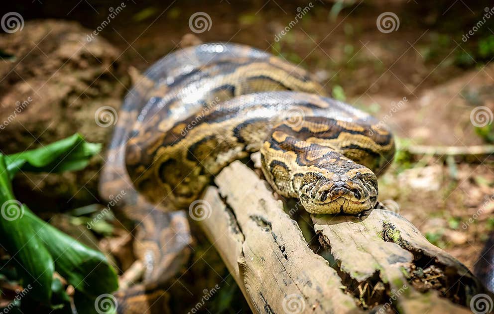 African Rock Python in Uganda Stock Image - Image of animal, caution ...