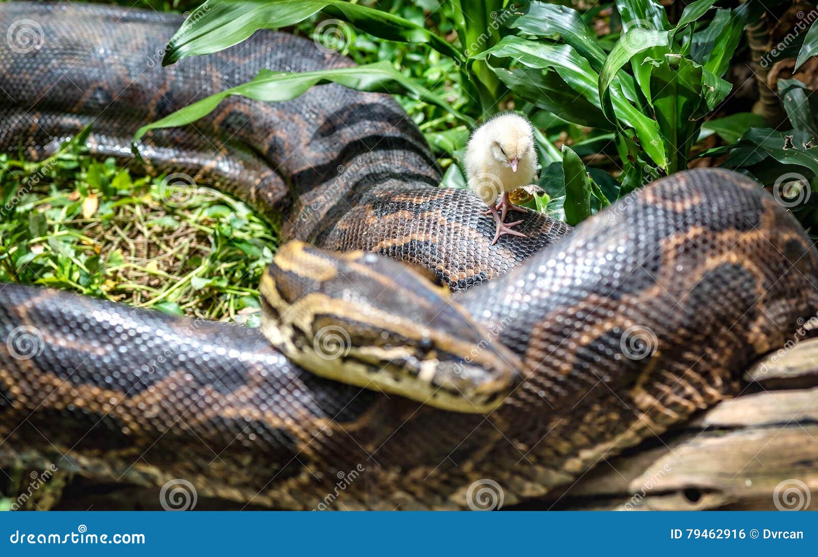 African Rock Python in Uganda Stock Photo - Image of python, african: 79462916