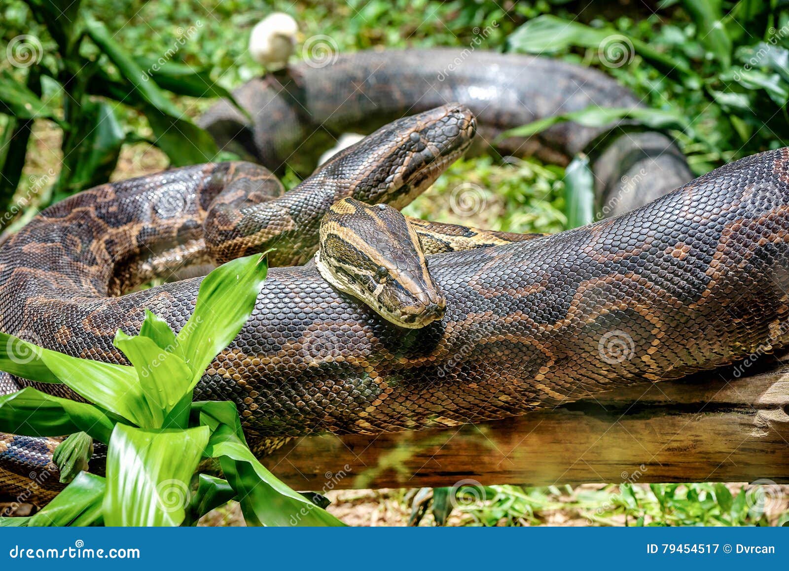 African Rock Python in Uganda Ready To Eat Little Chicks Stock Image - Image of scales, nature ...