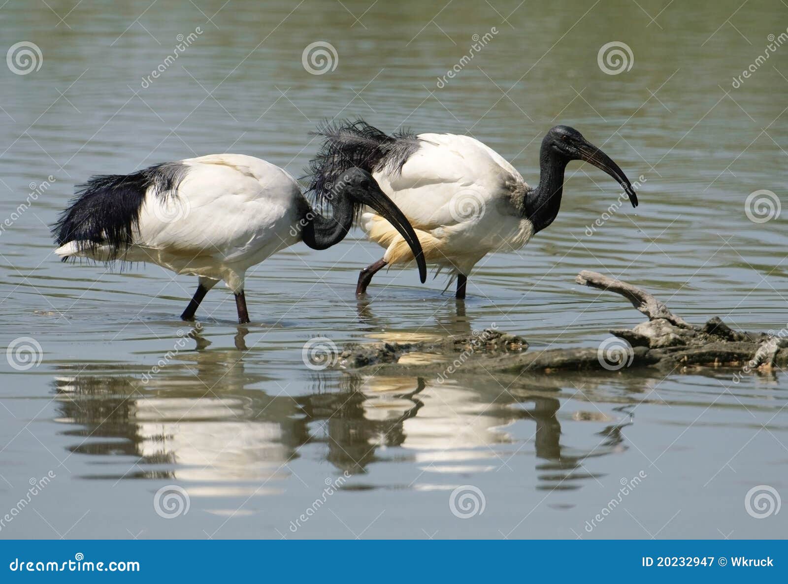 African sacred ibis stock image. Image of lake, ibis - 20232947