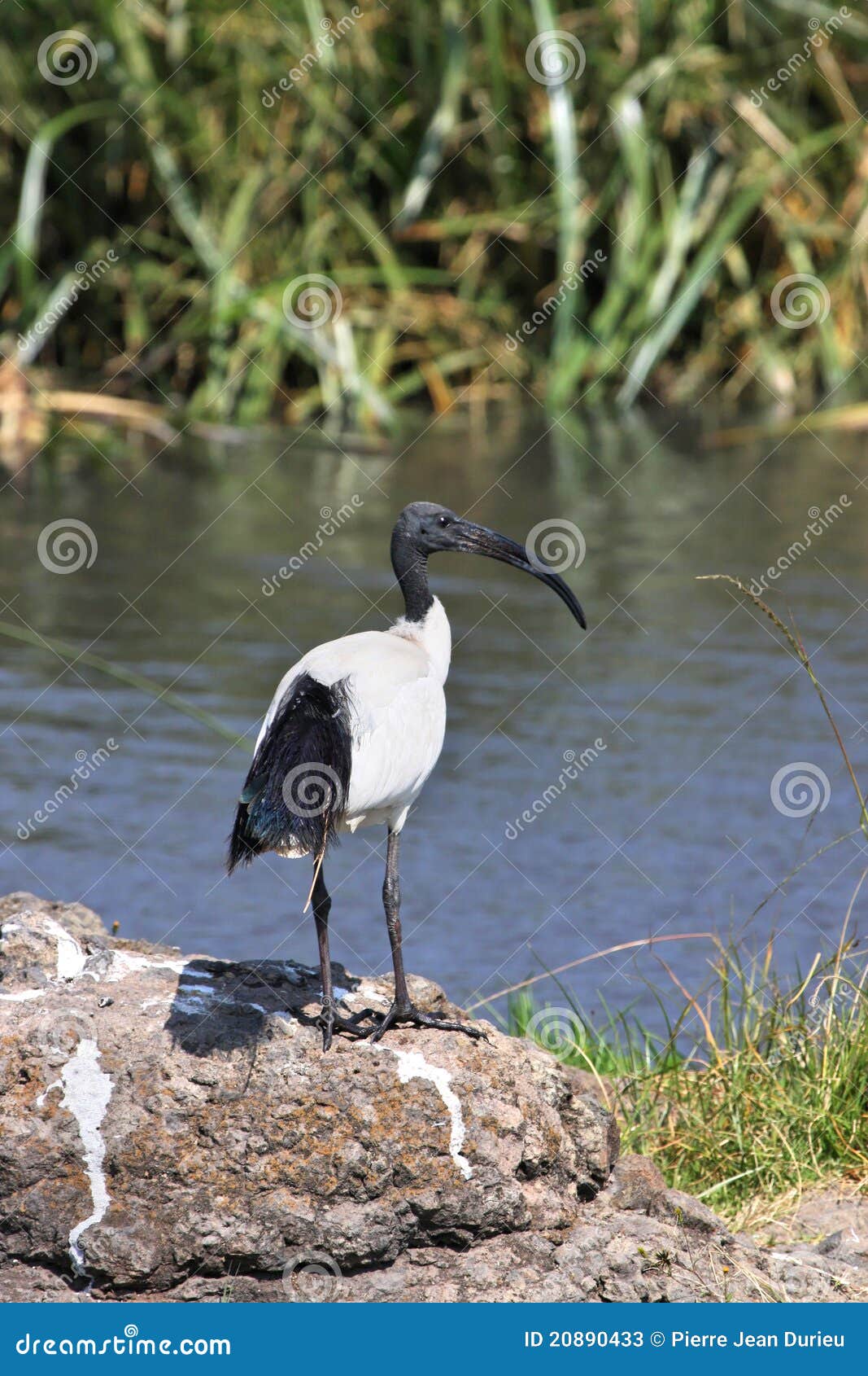 African Sacred Ibis stock image. Image of bush, africa - 20890433