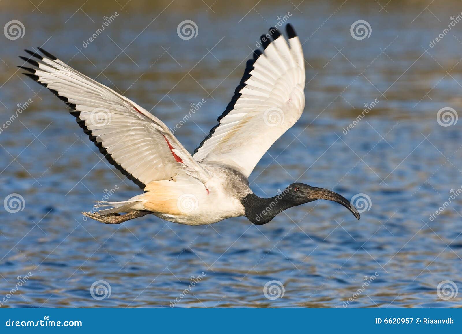 African Sacred Ibis stock image. Image of wilderness, aviation - 6620957