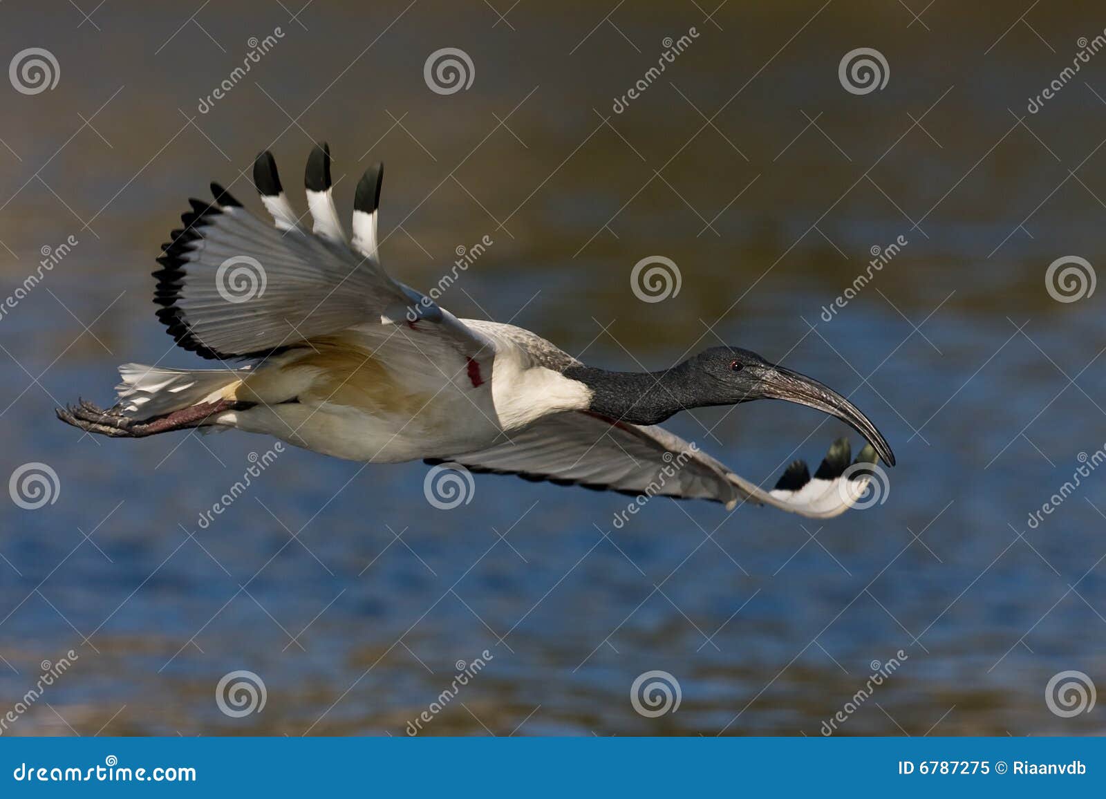 African Sacred Ibis stock image. Image of wild, white - 6787275