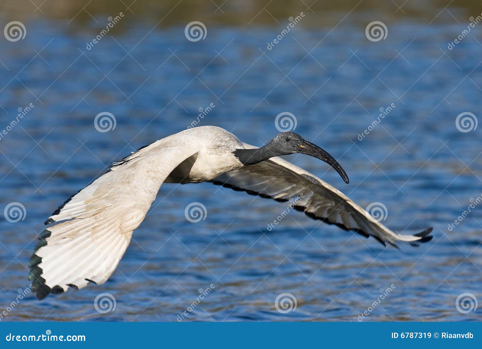 African Sacred Ibis stock image. Image of outdoors, water - 6787319