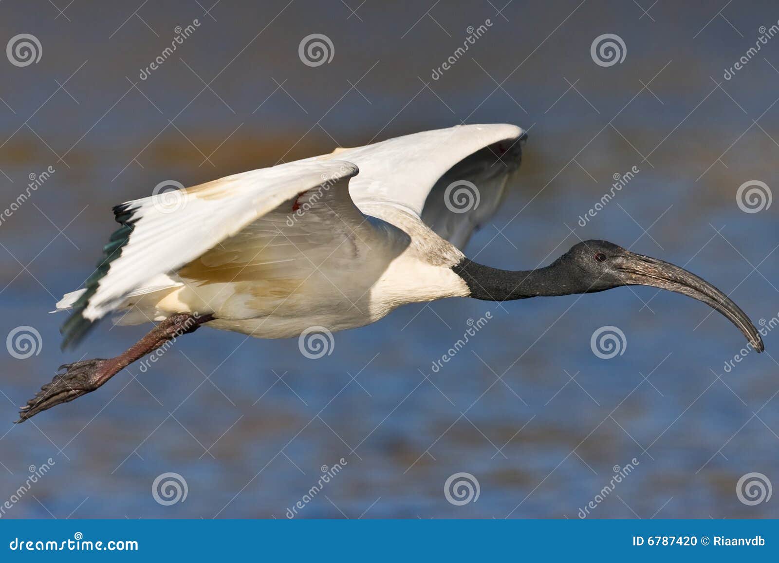 African Sacred Ibis Picture. Image: 6787420