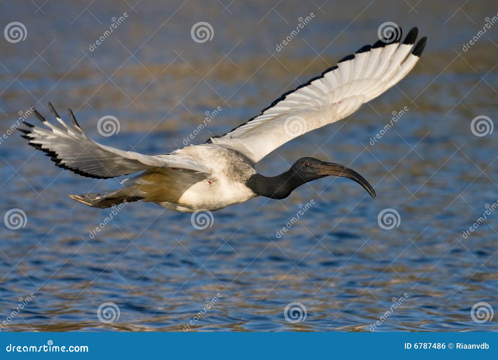 African Sacred Ibis stock photo. Image of flight, wildlife - 6787486