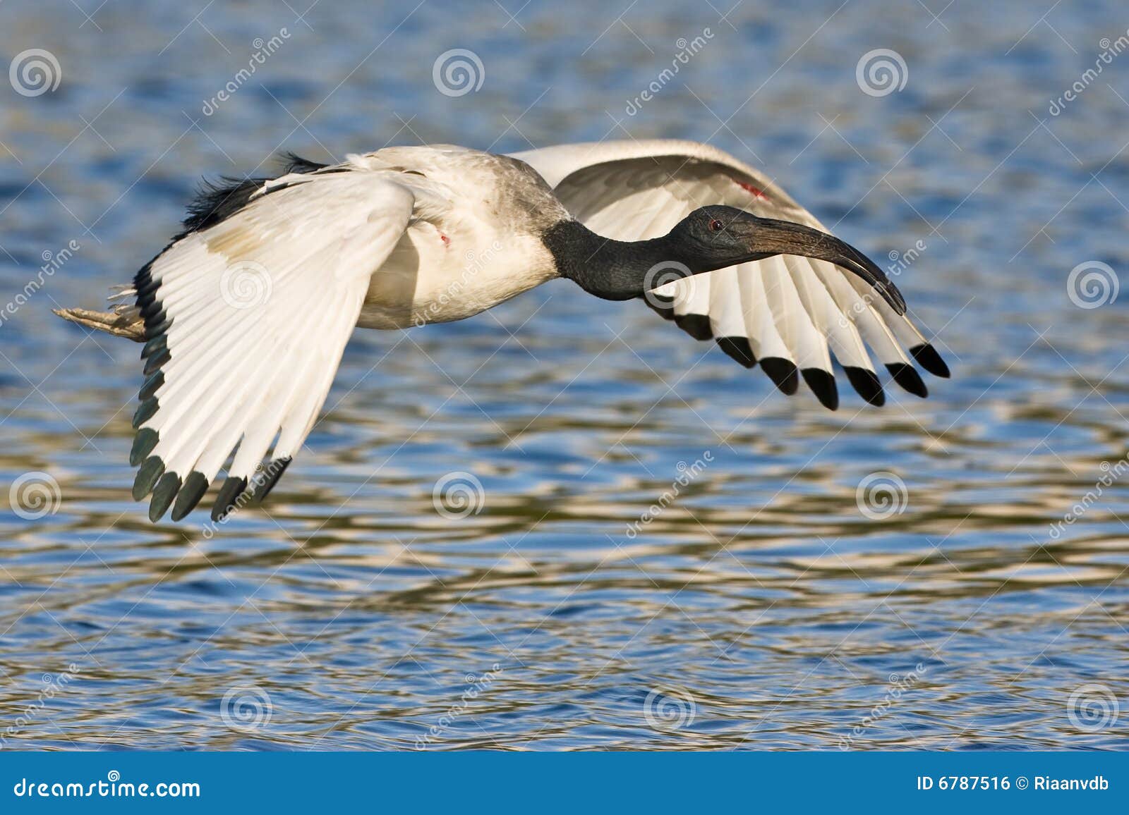 African Sacred Ibis stock photo. Image of wildlife, intaka - 6787516