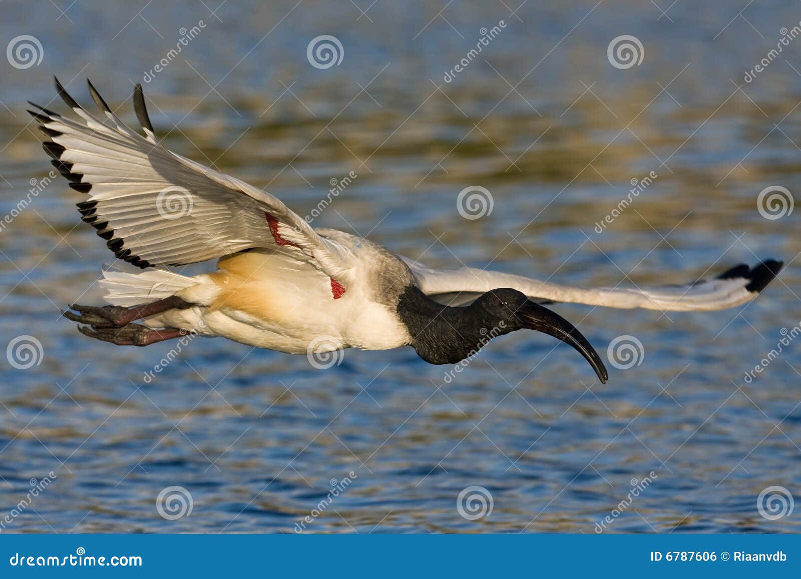 African Sacred Ibis stock photo. Image of wings, nature - 6787606