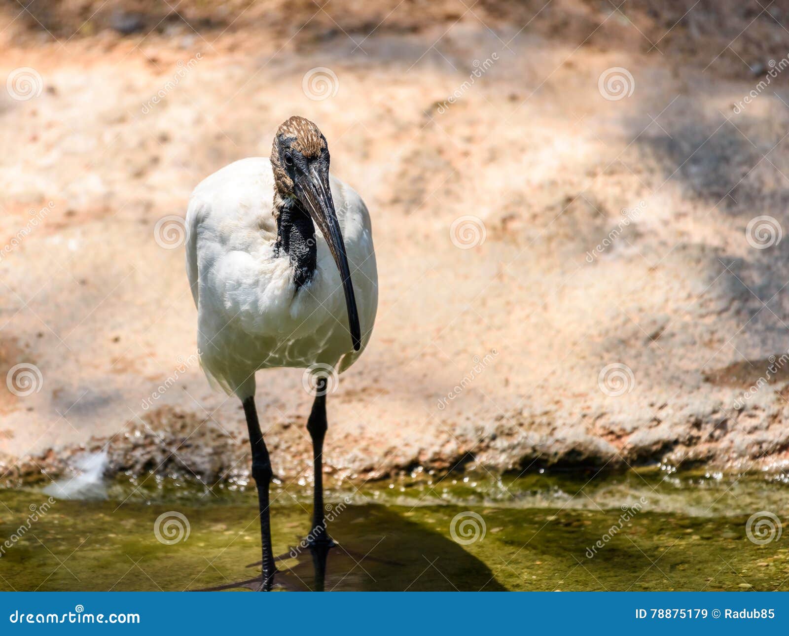 African Sacred Ibis Bird stock image. Image of sacred - 78875179