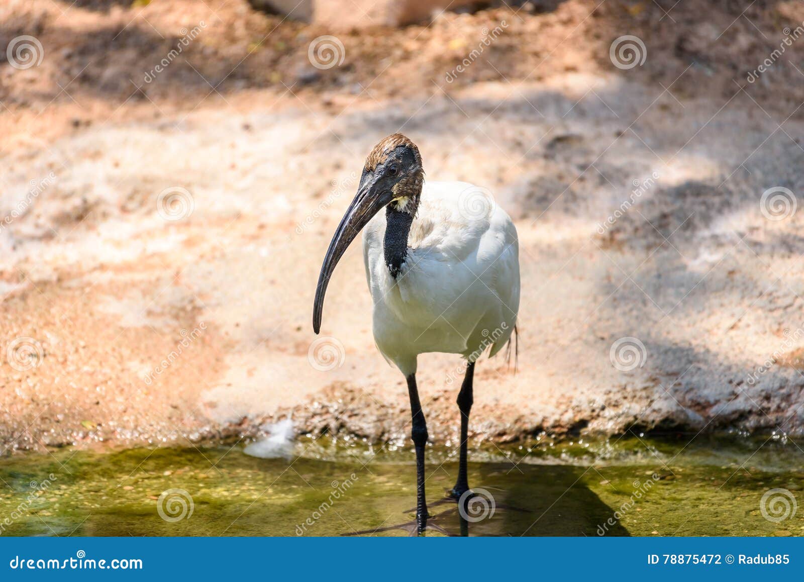 African Sacred Ibis Bird stock photo. Image of birds - 78875472