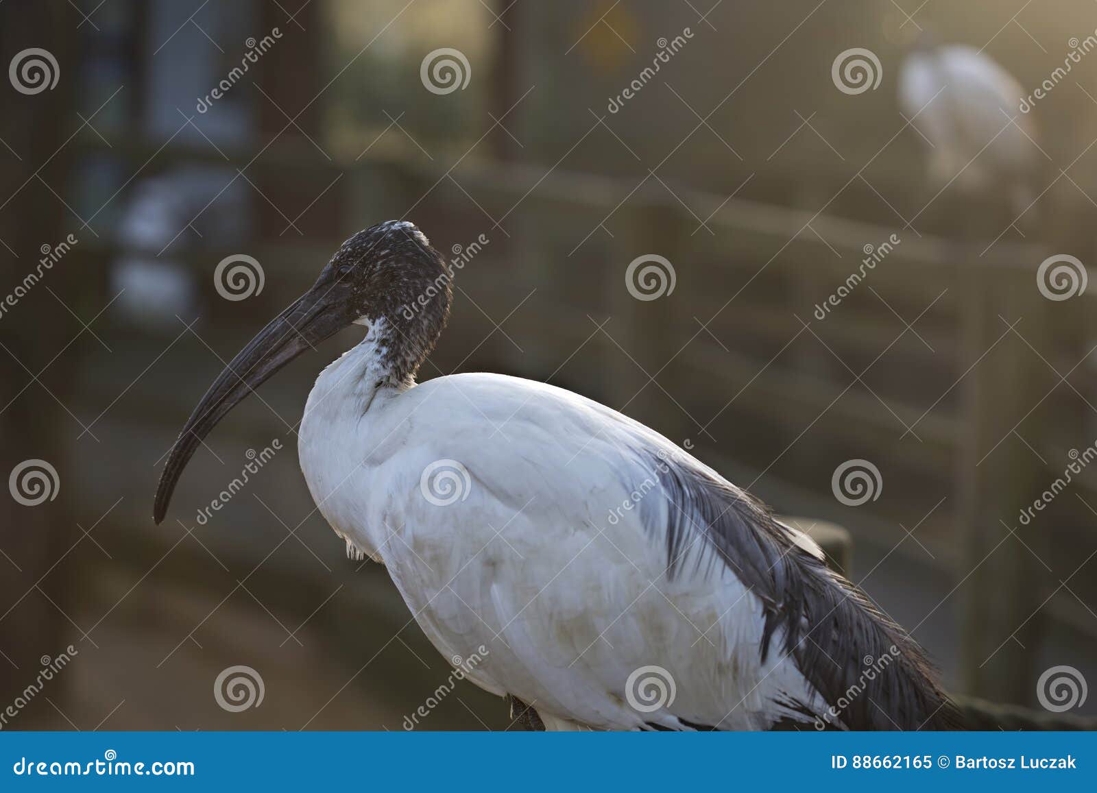 African sacred ibis stock image. Image of sacred, claw - 88662165