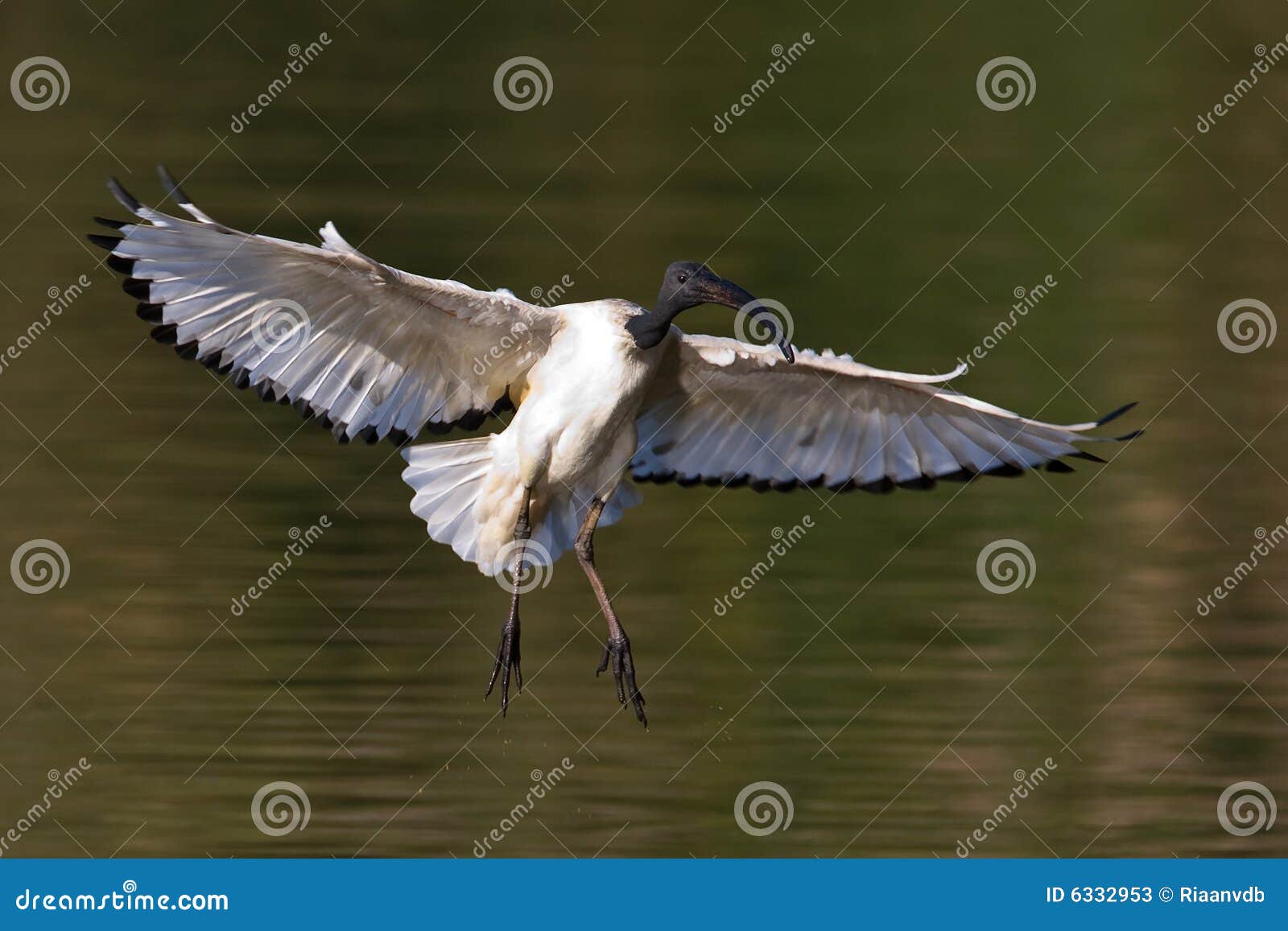 African Sacred Ibis Landing Stock Image - Image of legs, animals: 6332953