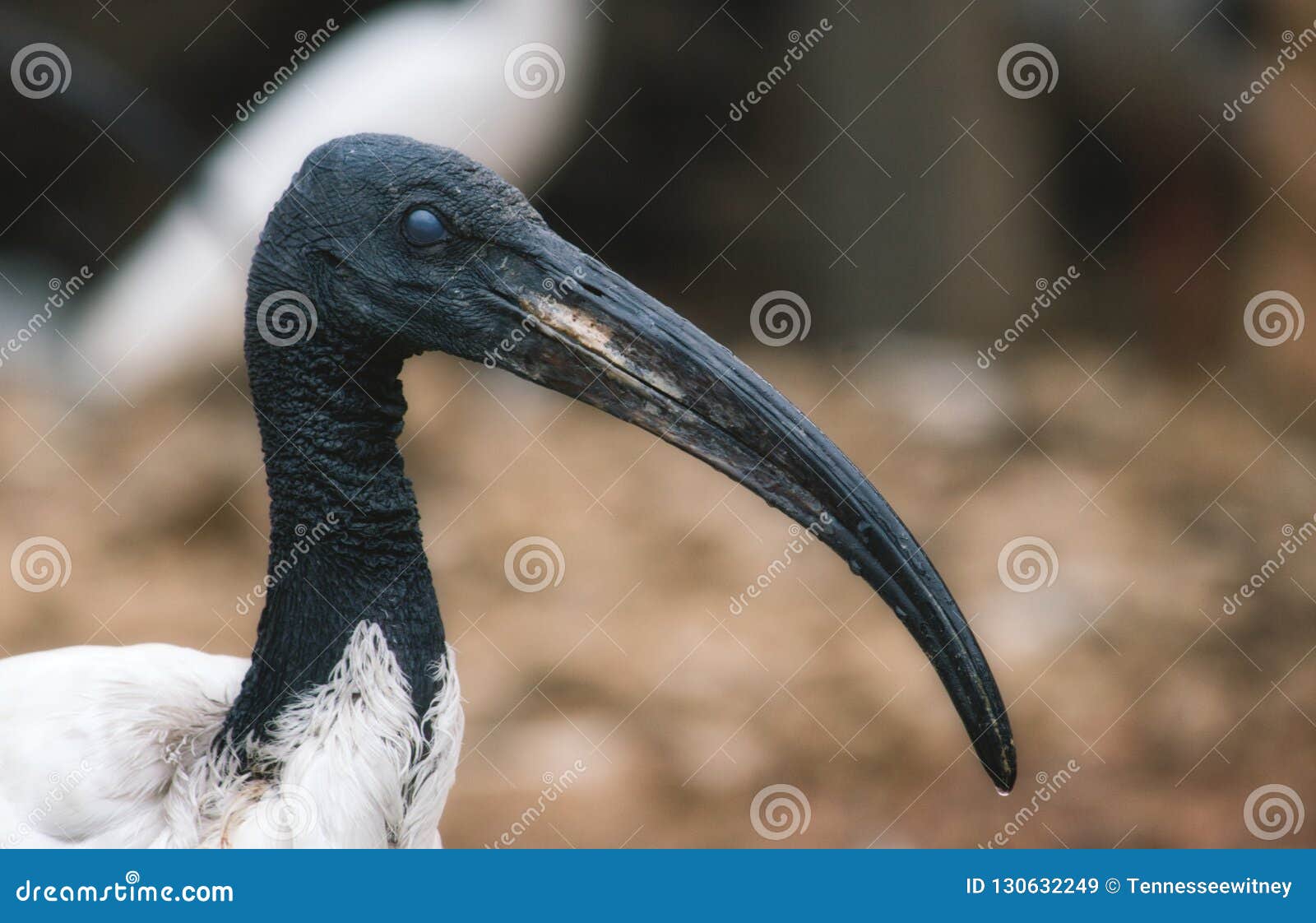 African Sacred Ibis Long Billed Bird Stock Image - Image of head ...