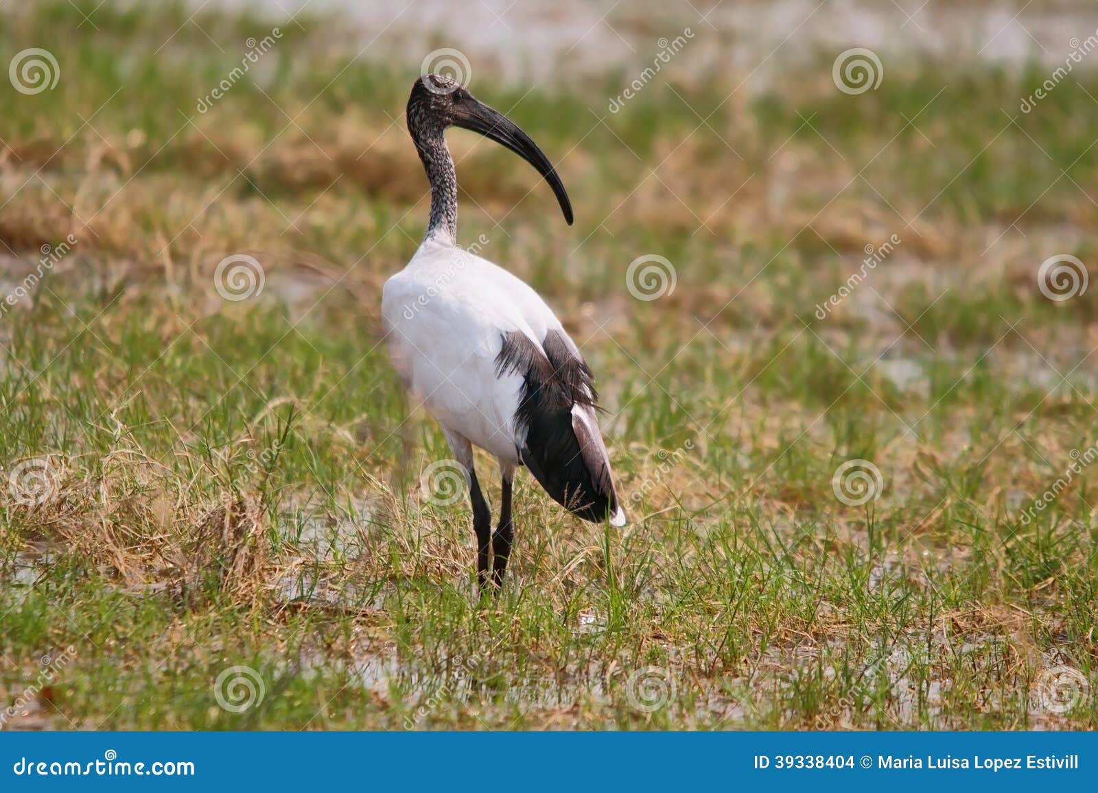 African sacred ibis. stock photo. Image of fauna, claw - 39338404