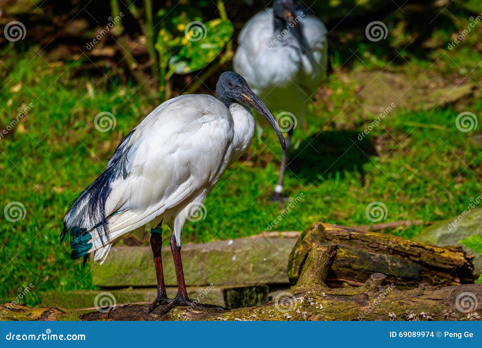 African Sacred Ibis stock photo. Image of african, vertebrates - 69089974