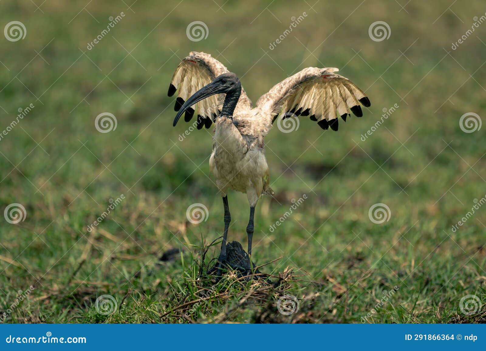 African Sacred Ibis Spreads Wings on Grass Stock Photo - Image of ...