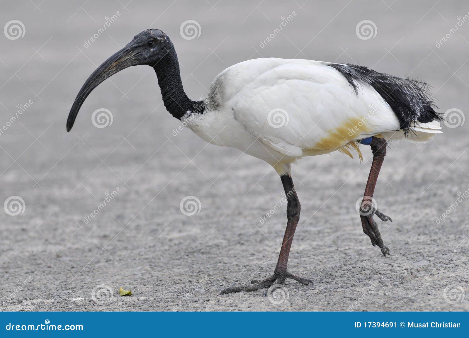African Sacred Ibis Walking Stock Image - Image of aethiopicus, profile ...